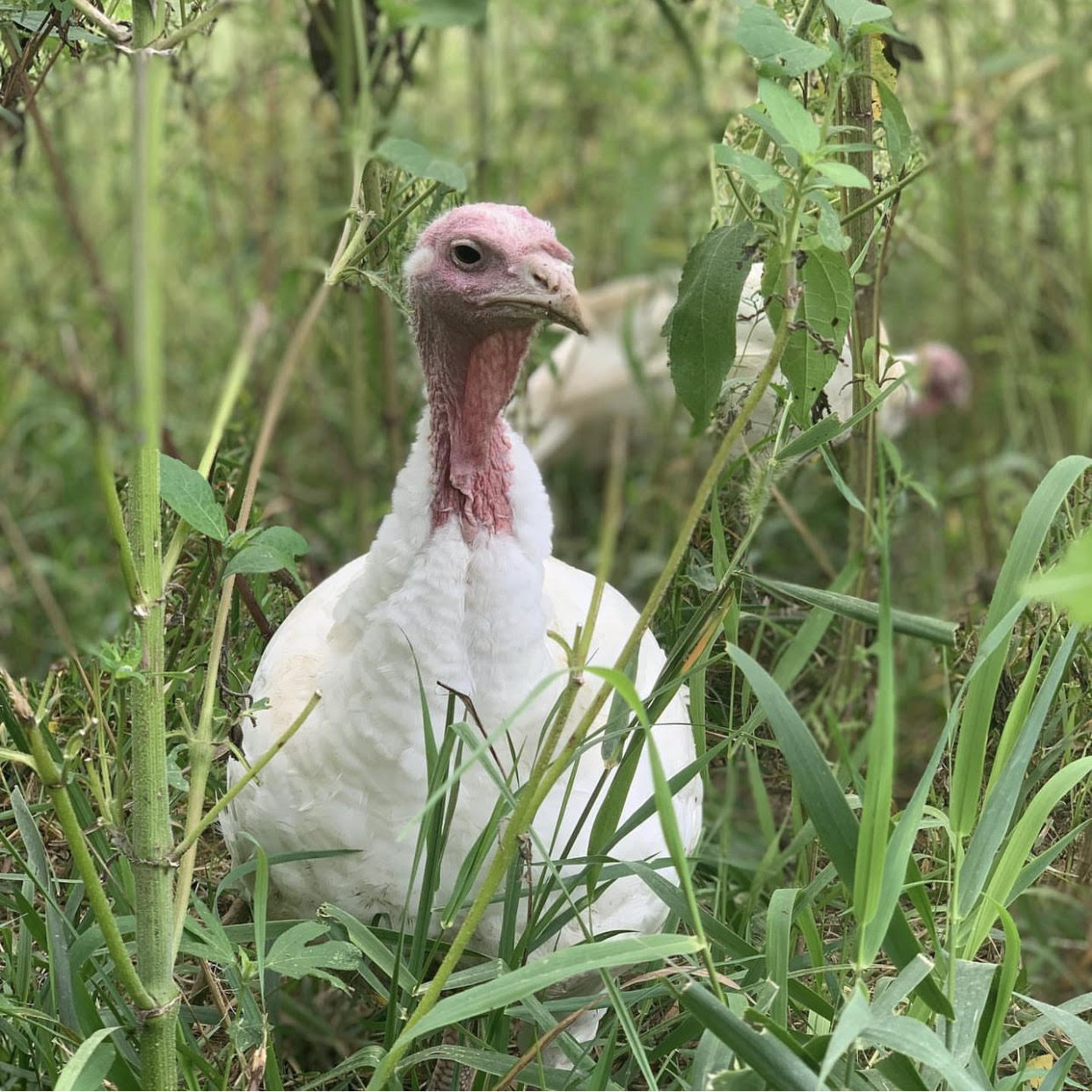 Pasture Raised Turkeys – First Fruits Family Farms